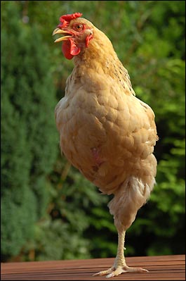 Florida Native Mom: One Legged Chicken - The Other White Meat