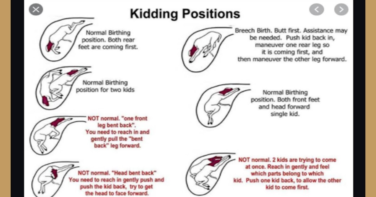 Lally Broch Farm: A Maine Family Homestead: Signs that Kidding is Near