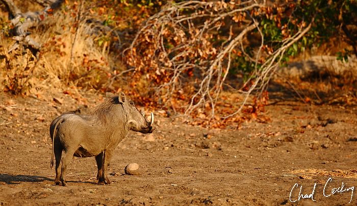 .: 16th August – Leopard Central!