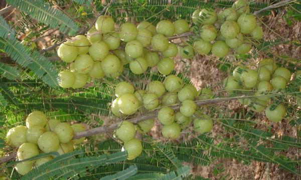 Different fruits of Bangladesh: MINOR FRUITS