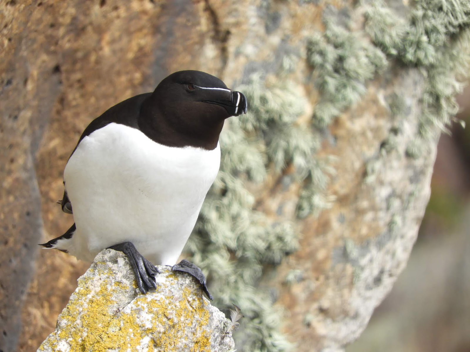Lundy Birds: 19th to 24th May – Summer shows its hand