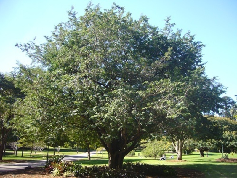 Sandip Merchant: Bombay's Native Trees
