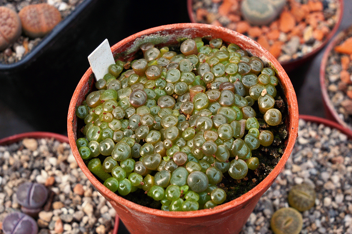 Growing Lithops: Sowing