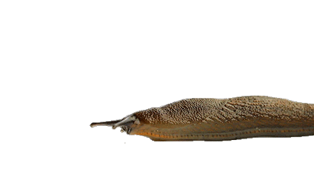 From PUA to eternity: MOLLUSCS