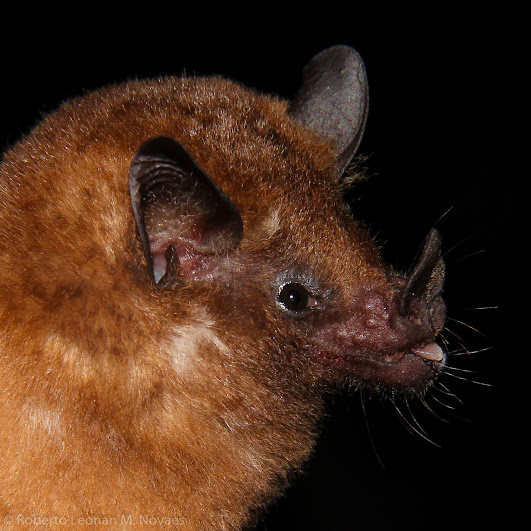 Morcegos do Brasil: Hsunycteris thomasi