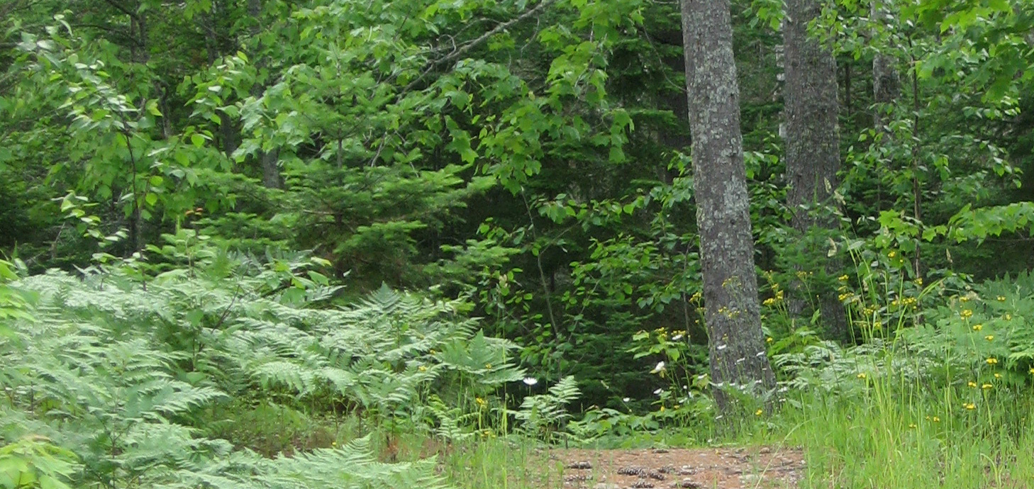 Experience Michigan's Paradise: Hidden Gems | Paradise Pathways