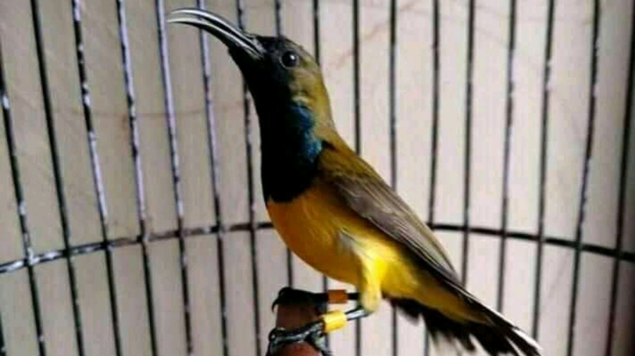 Cara Merawat Sogon Hasil Pikat Agar Cepat Jinak Dan Gacor - kicauhuu