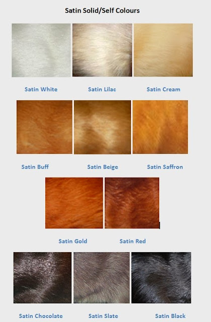 My Cavy Kingdom: Cavy Colours