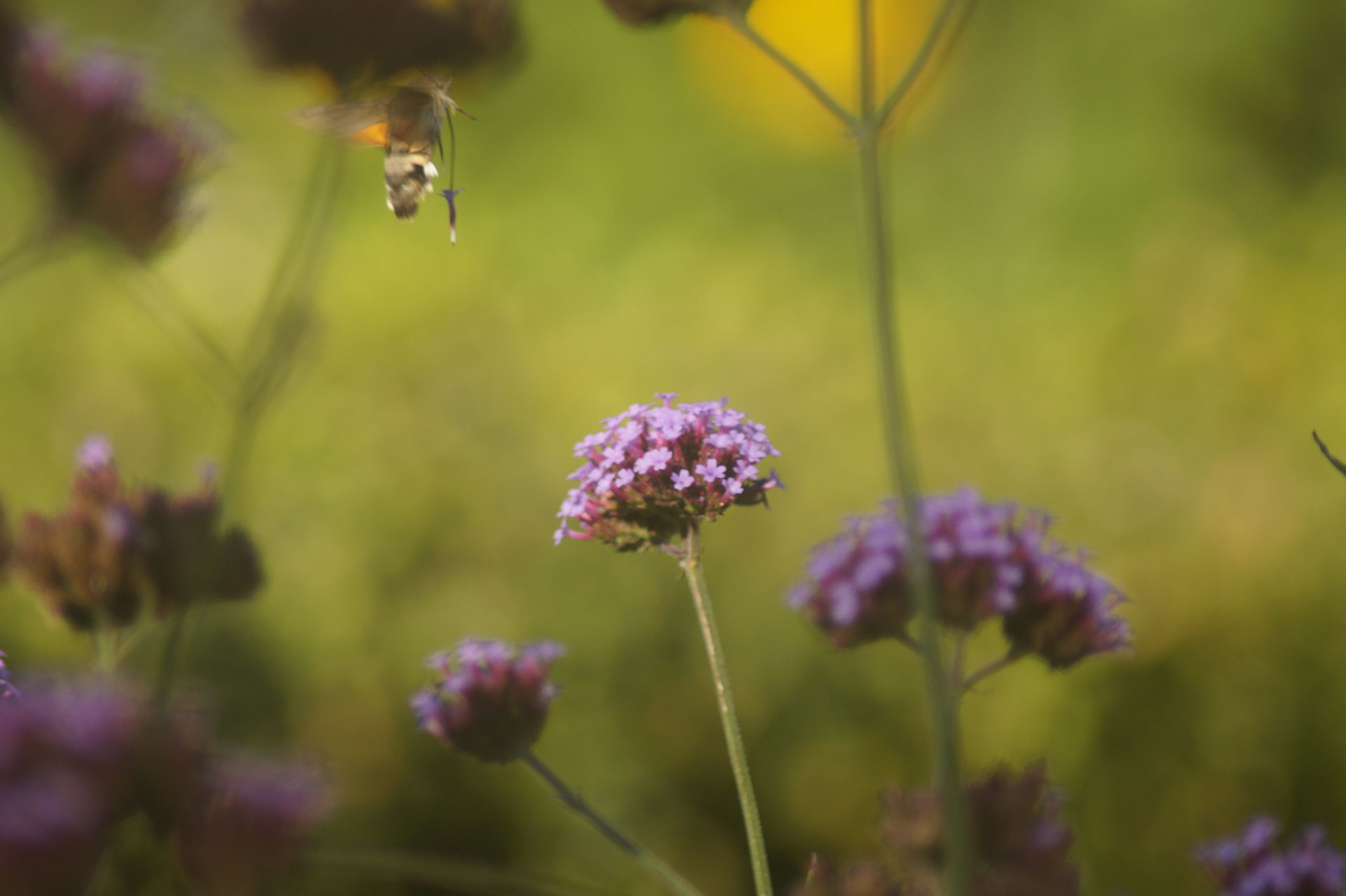 The hummingbird hawk-moth - Sophie in the Sticks