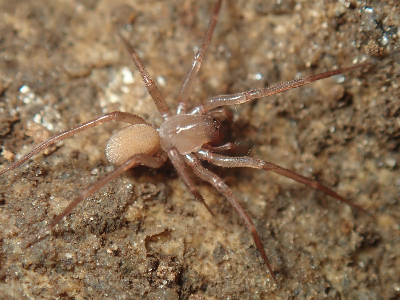 細蟹屋: Cybaeidae ナミハグモ科