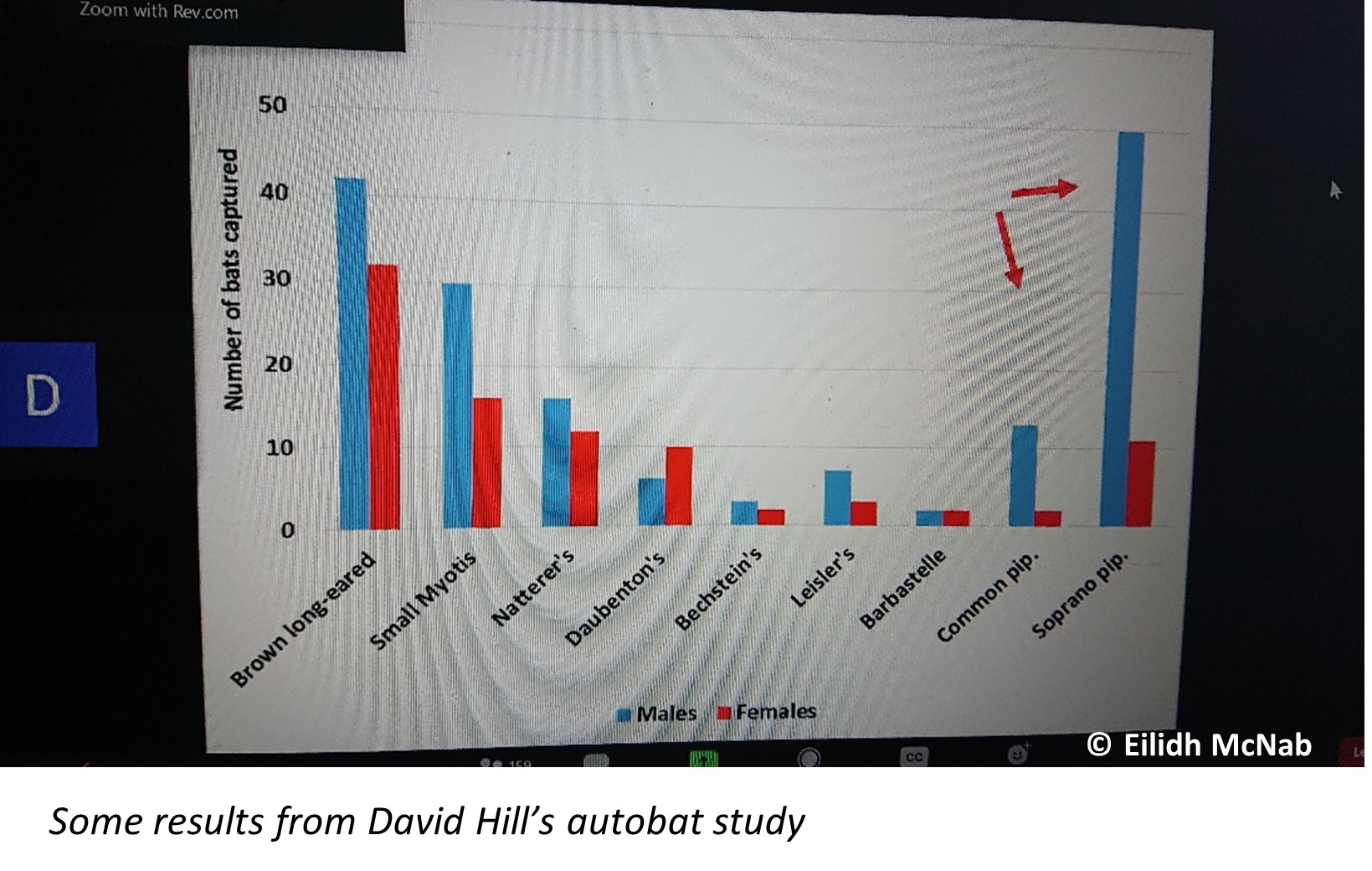 Bat Conservation Trust: A student view of the BCT Bats and Woodlands ...
