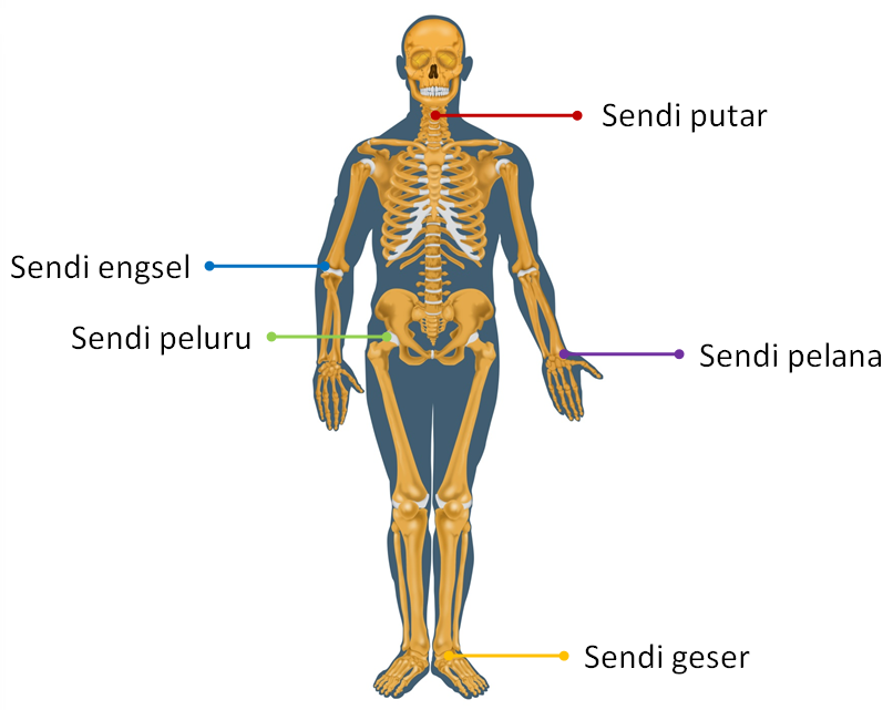 Sendi Pengertian Komponen Macammacam Dan Contoh Sendi - vrogue.co