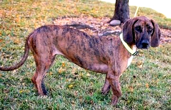 The Long and Short of it All: A Dachshund Dog News Magazine: When A ...