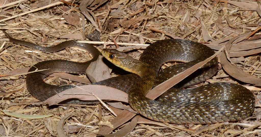 Ular Asli Indonesia: Tropidonophis mairii