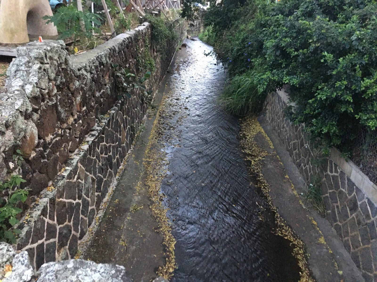 Video: Makiki Stream, unspoiled valley to Ala Wai