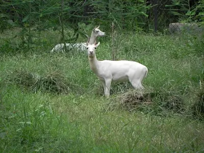 Ranchi - Important city of Bihar