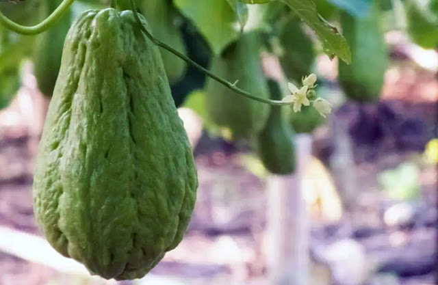 Chayote (Sayote) Cultivation Guide: All You Need to Know in Planting, Growing and Harvesting Chayote