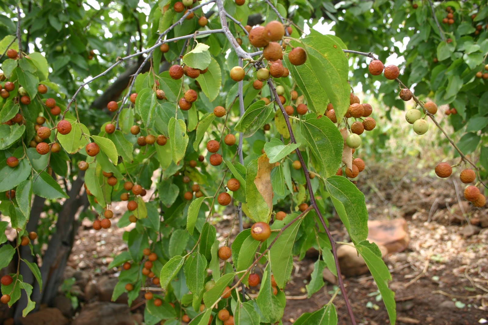 Safari ya Baringo: Edible indigenous plants within forests of Baringo