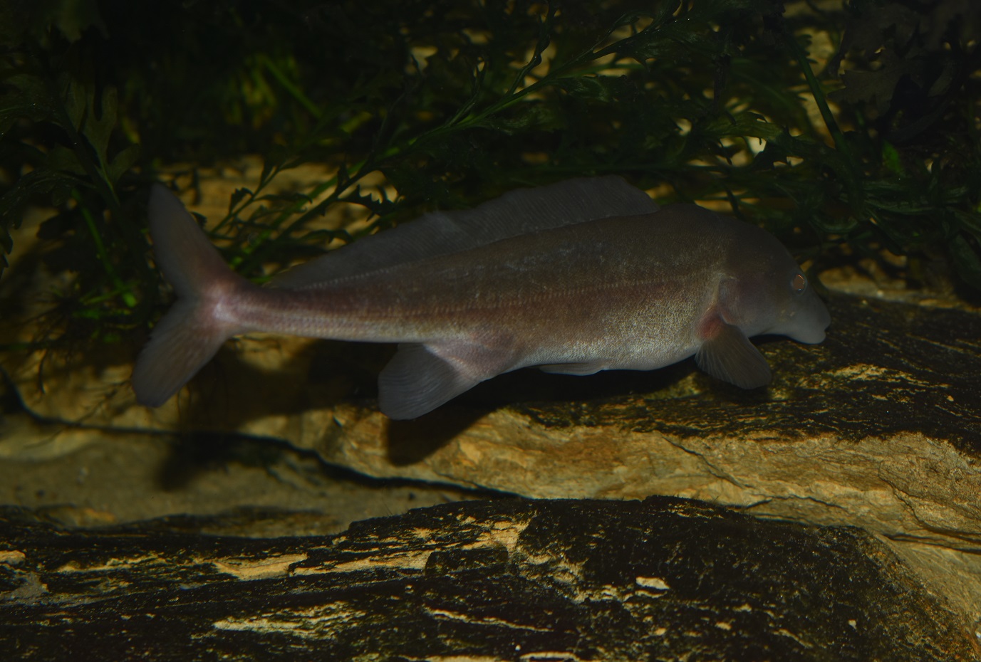 ZOOTOGRAFIANDO (6.096 ANIMALS): PEZ DELFÍN / EASTERN BOTTLENOSE ...