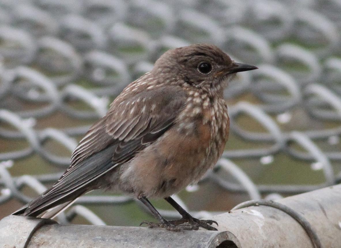 Jo's Morning Walk: Guajome Park "a Place of the Frogs"
