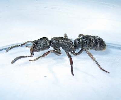 Photos and Info on Ants and Termites of Malaysia: Miscellaneous Ponerinae