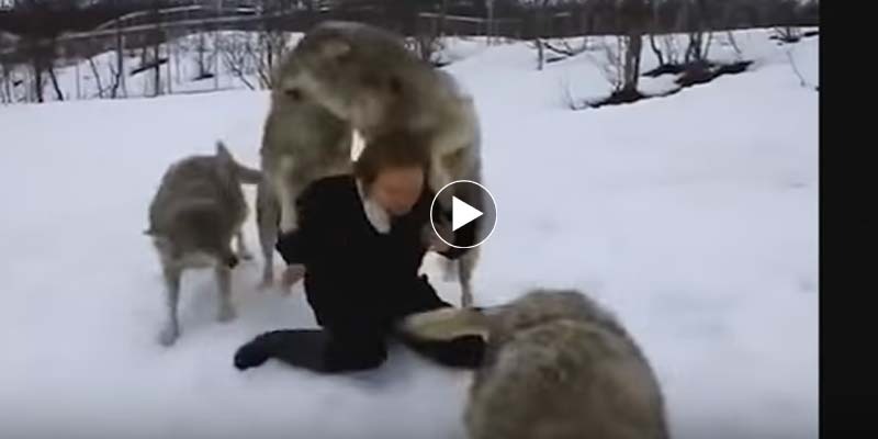 OMG - Wolf Vs Man - Watch Video Of Animals Vs Man | Fancy Viral