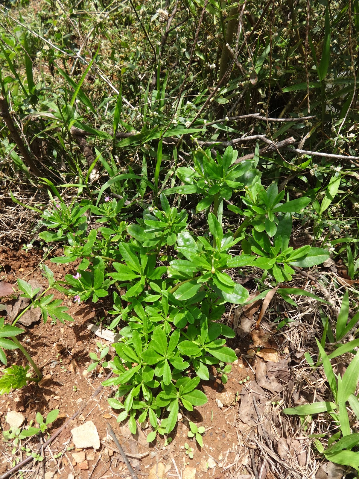 Herbs from Distant Lands: Talinum triangulare - Philippine Spinach ...
