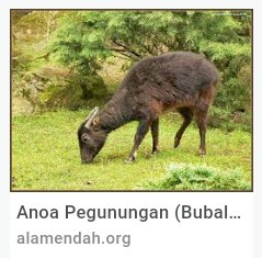 Anoa, Satwa Langka Indonesia, Mirip Sapi atau Kerbau bahkan Kambing Besar