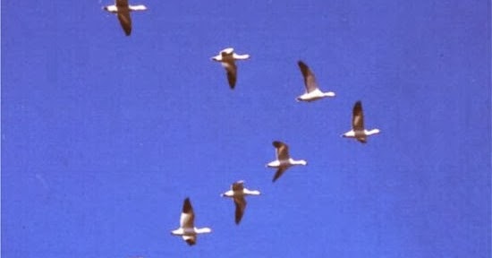 TenderGloves: A sense of a goose