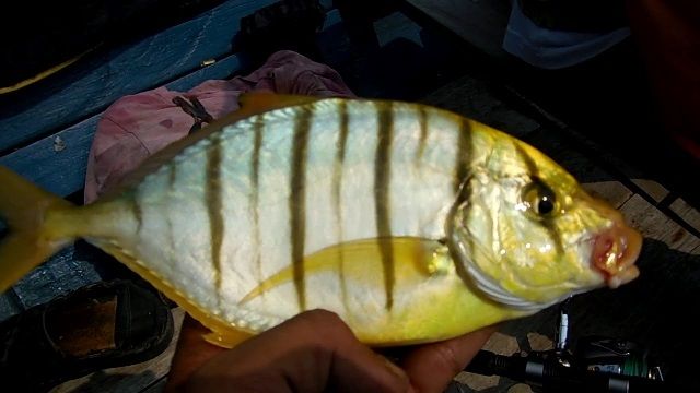 Jenis Ikan Kuwe Dan Gambarnya Beserta Klasifikasinya - Rahasia Trik Mancing