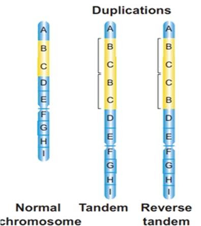 Change in Chromosome Structure: Structural Chromosomal Aberrations ...