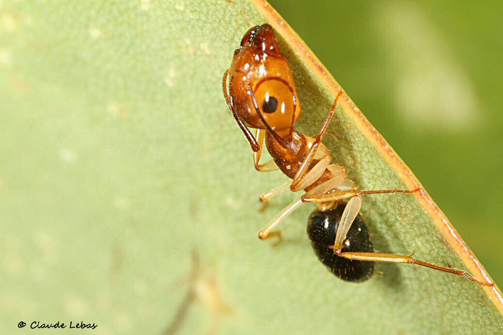 fourmis de Cuba- Hormigas de Cuba- Ants of Cuba: Camponotus bermudezi