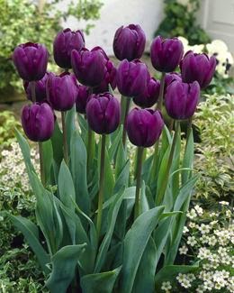 Pretty purple flowers ~ Stunning nature