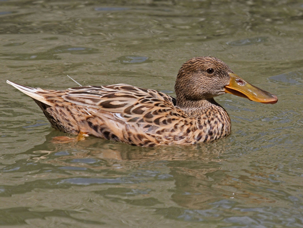 NORTHERN SHOVELER