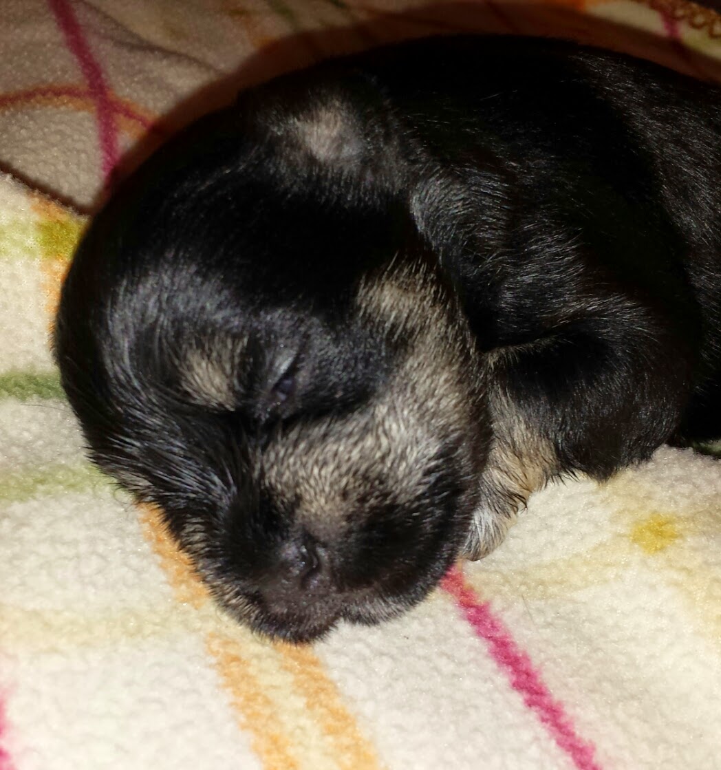 Copper Star Ranch: Reese's 2 week old Miniature Schnauzer pups doing great!