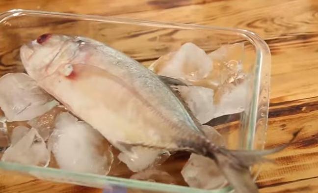 Terungkap, Ternyata Ikan Kuwe Memiliki Kandungan Protein Yang Tinggi ...