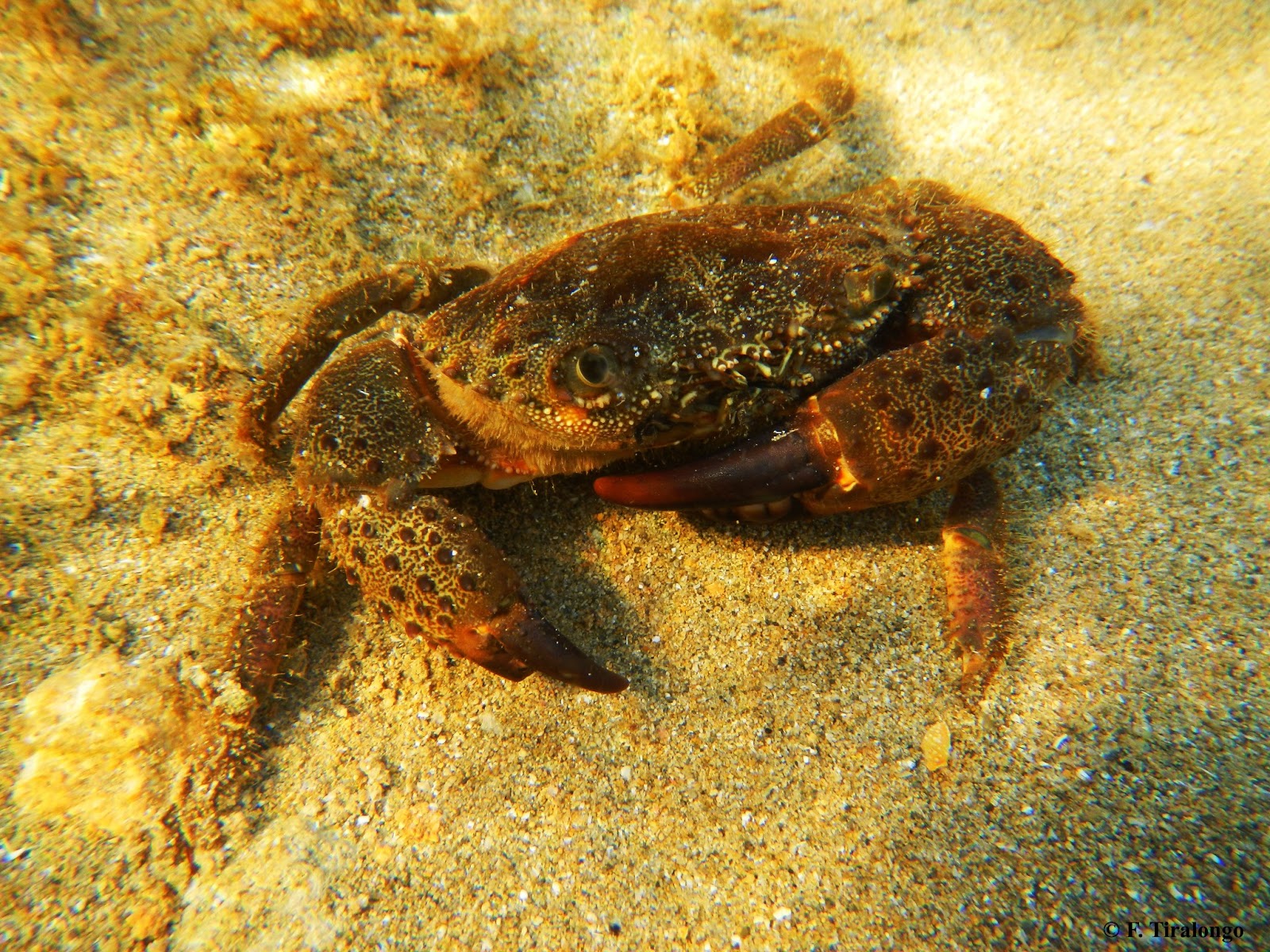 Biologia Marina e non solo...: Il granchio favollo