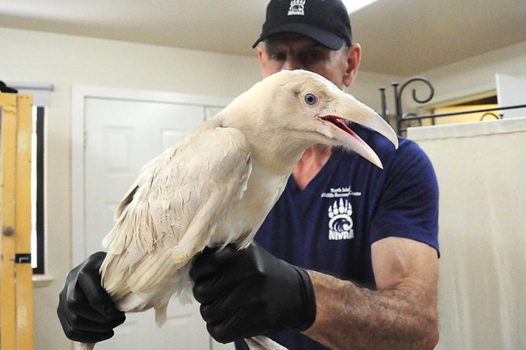 “Sacred White Raven” Cared For On Vancouver Island After Being Found ...
