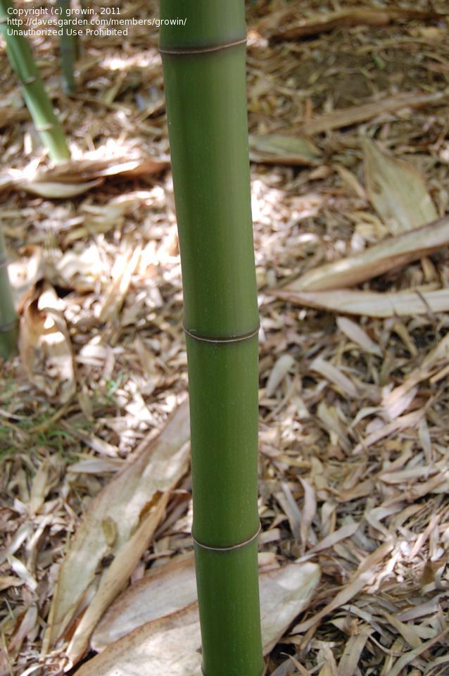 Prickly and Bitter: Happy Chinese New Year!