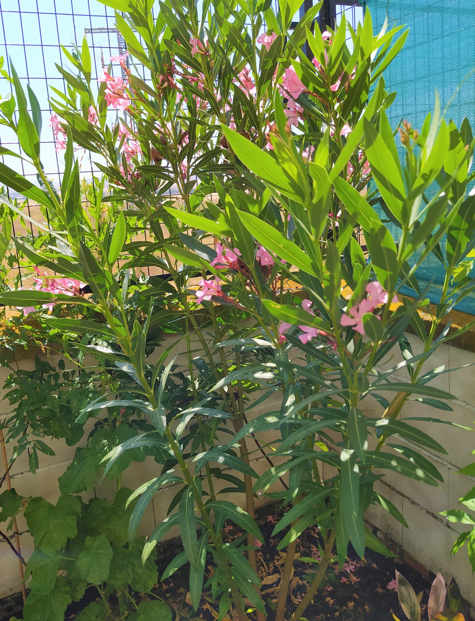 Biosfera vegetal.: Adelfa (Nerium oleander L.).