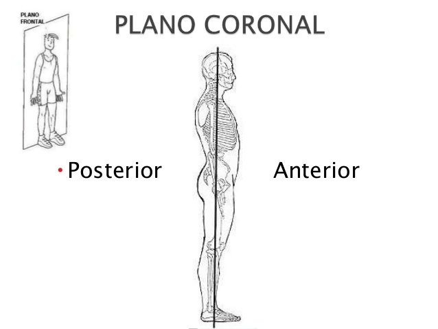 Introducao a Anatomia - ACM Arquivos