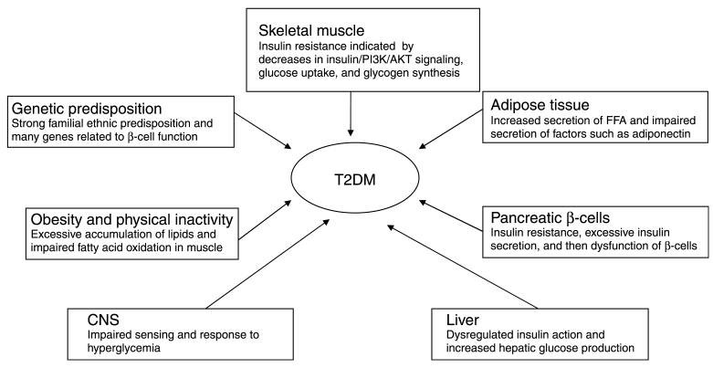 Biomedical sciences and pharmacology: Type 2 Diabetes Mellitus Treatment