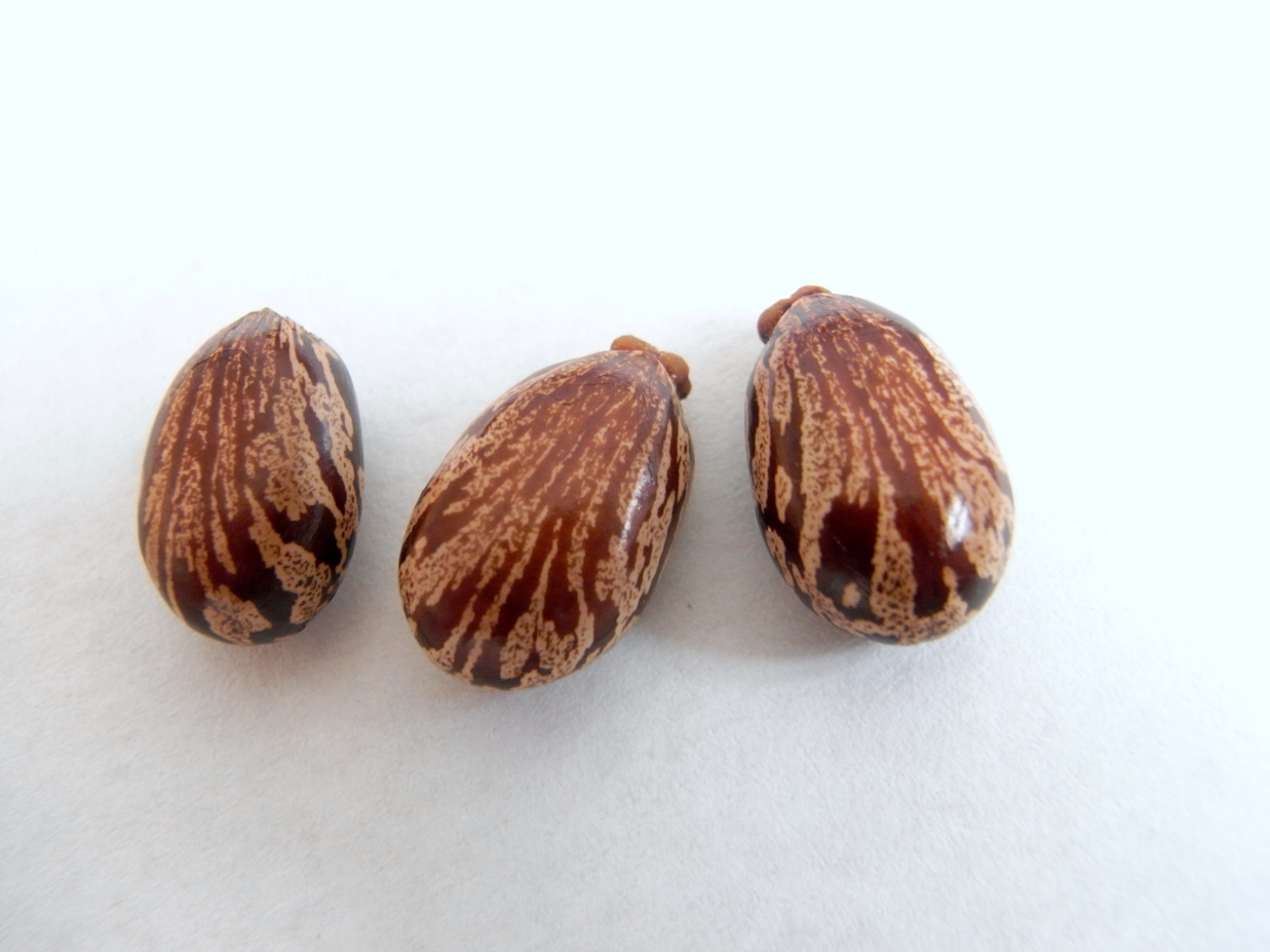 saraccino: Strange seeds.