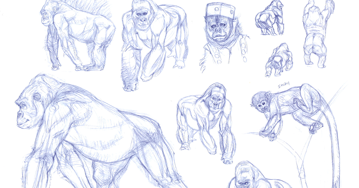 Honours Blog: Science of Creature Design: Understanding animal anatomy