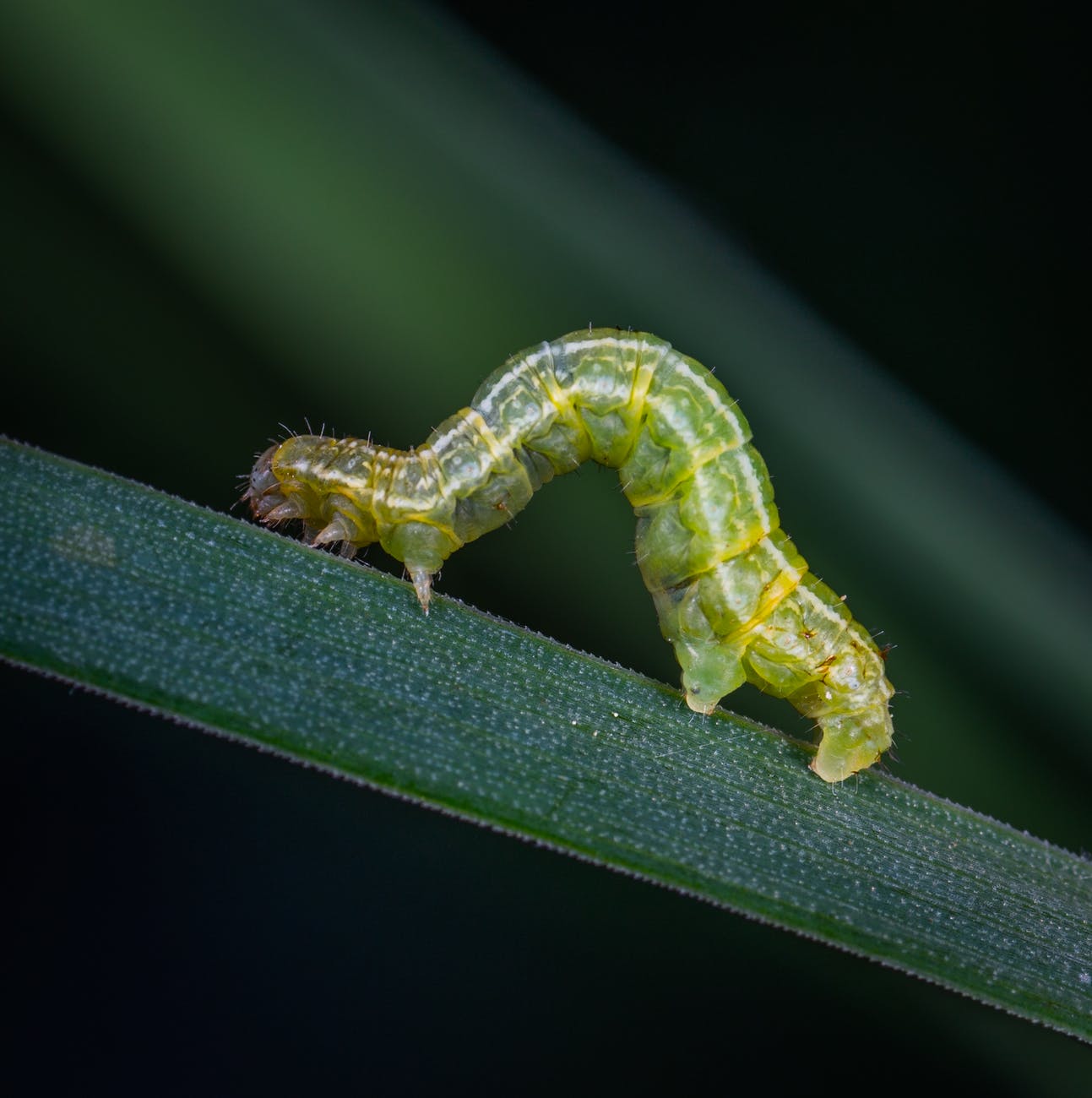 Interesting Facts About Worms Truejivan interesting-facts-about-worms-truejivan