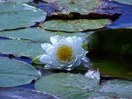 Types of Pollination ~ plant pollination