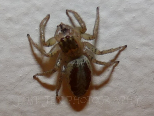 June 2011 | Michigan Spiders