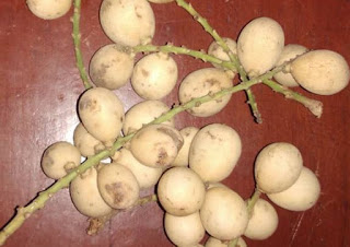 Bicara Mentari: KHASIAT BUAH LANGSAT TAHI AYAM