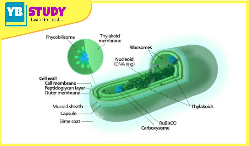 Cyanobacteria : Definition, Structure, Appearance, Importance, FAQs ...