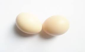 HAKA AVASTY FARM: MACAM - MACAM TELUR DAN KEUNGGULANNYA